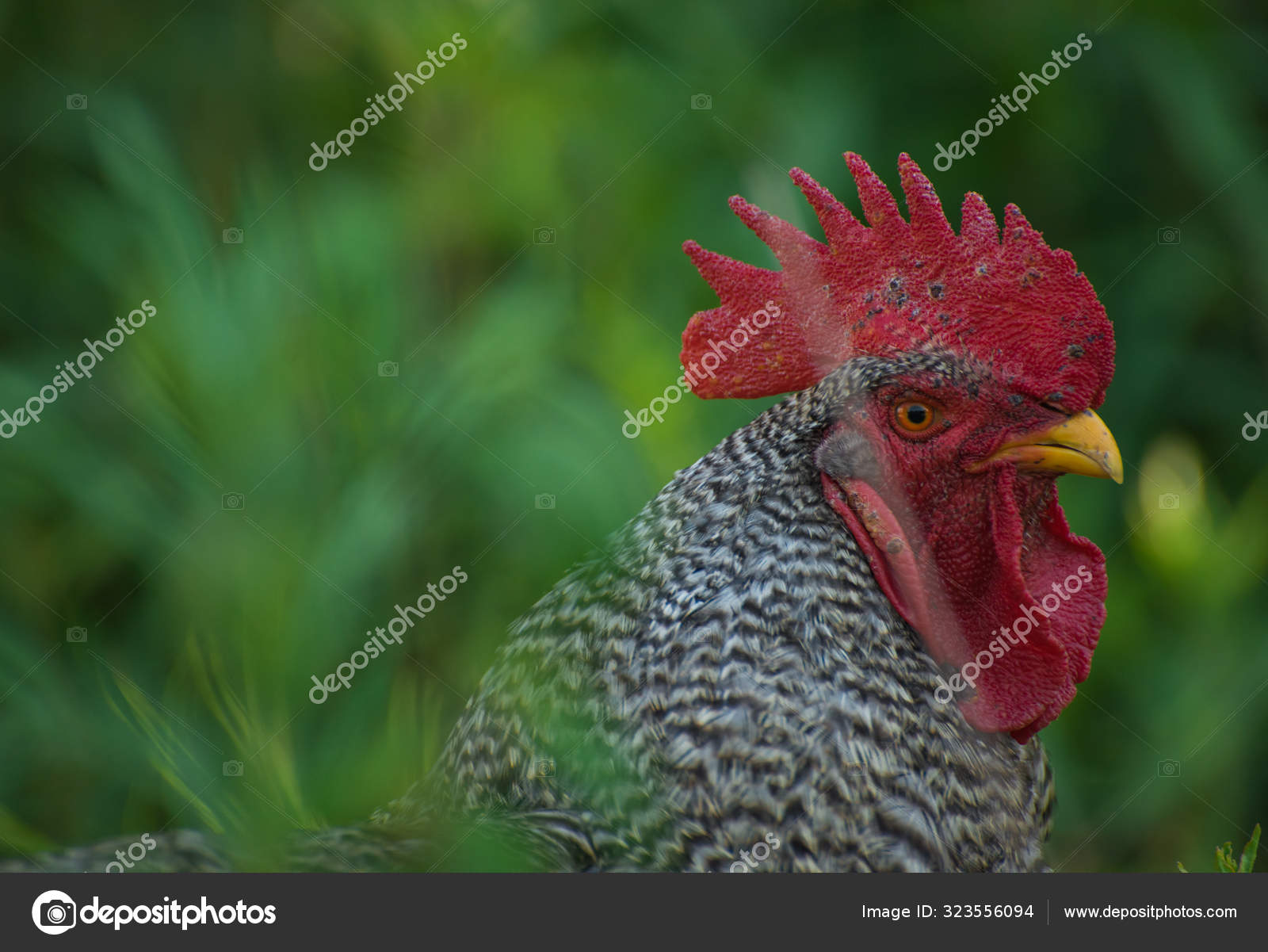 Close Mexican Rooster Seen Grass Stock Photo by ©arturovereaphoto.gmail ...