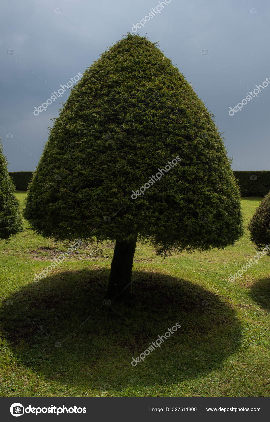 Beautiful Fluffy Baby Pine Tree Stock Photo by ©arturovereaphoto.gmail ...