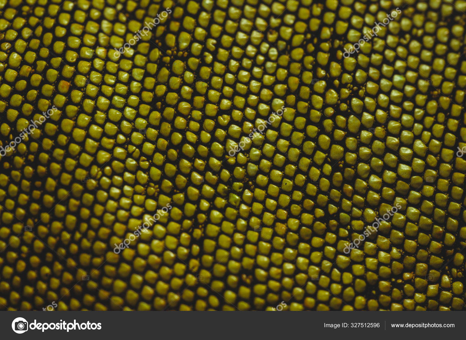 Iguanas Have Varying Types Scales Covering Different Areas Body Stock ...