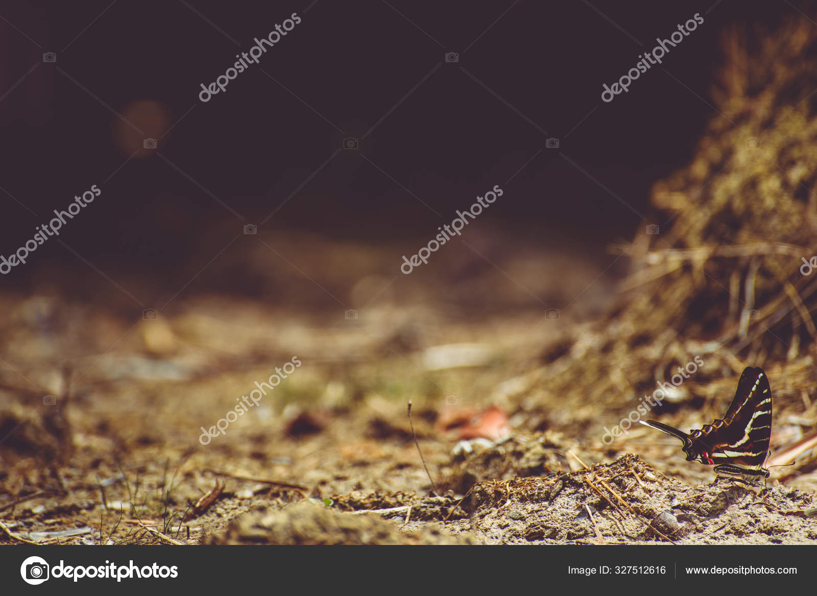 Red White Black Butterfly Protographium Philolaus — Stock Photo © arturovereaphoto.gmail.com ...