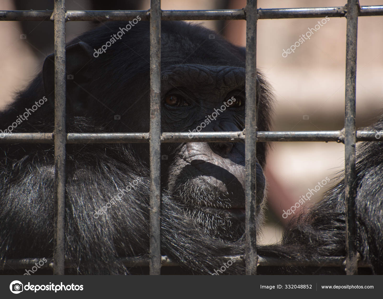 Sad Chimpanzee