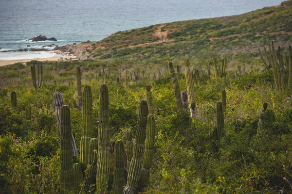 Beautiful Vertical Photograph Los Cabos San Lucas Mexico — Stock Photo ...