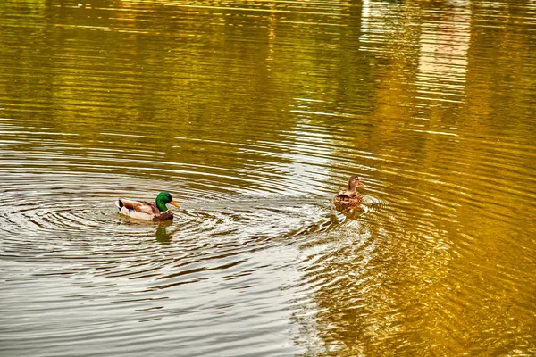 Yellow duck composition Stock Photos, Royalty Free Yellow duck composition Images | Depositphotos