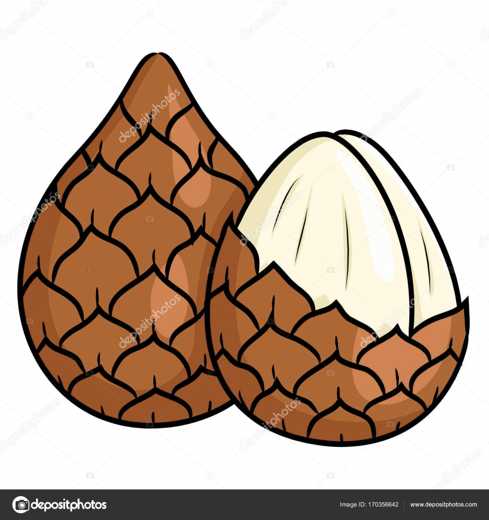 Snake fruit Cartoon — Stock Vector © rubynurbaidi #170356642
