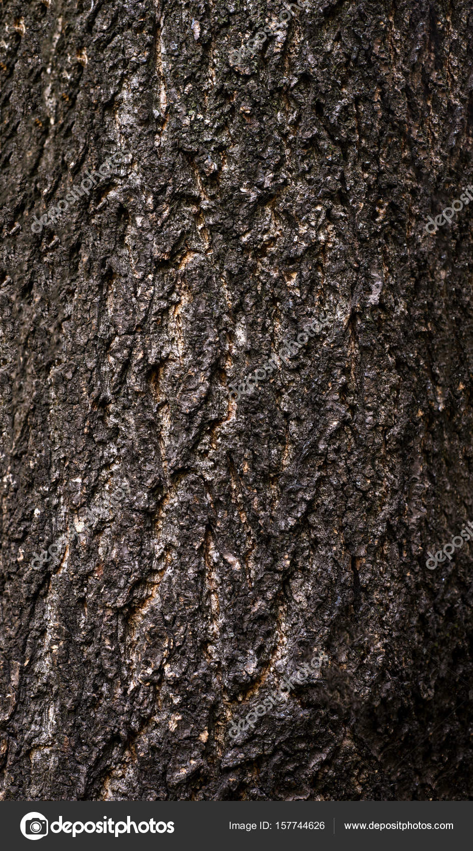 Dry tree bark texture background Stock Photo by ©lyulka.86 157744626