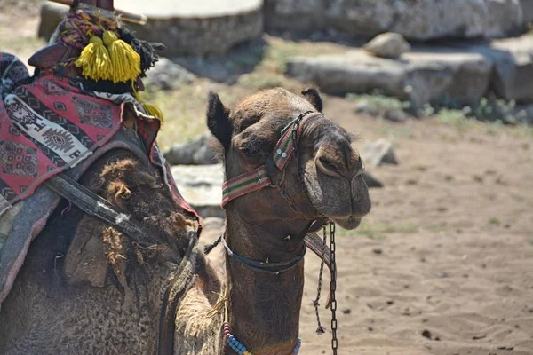 Camel riding iran Stock Photos, Royalty Free Camel riding iran Images ...