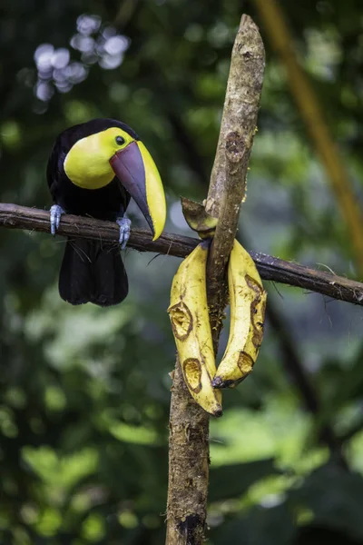 This family of ranphastidae birds of the order of the piciformes is ...