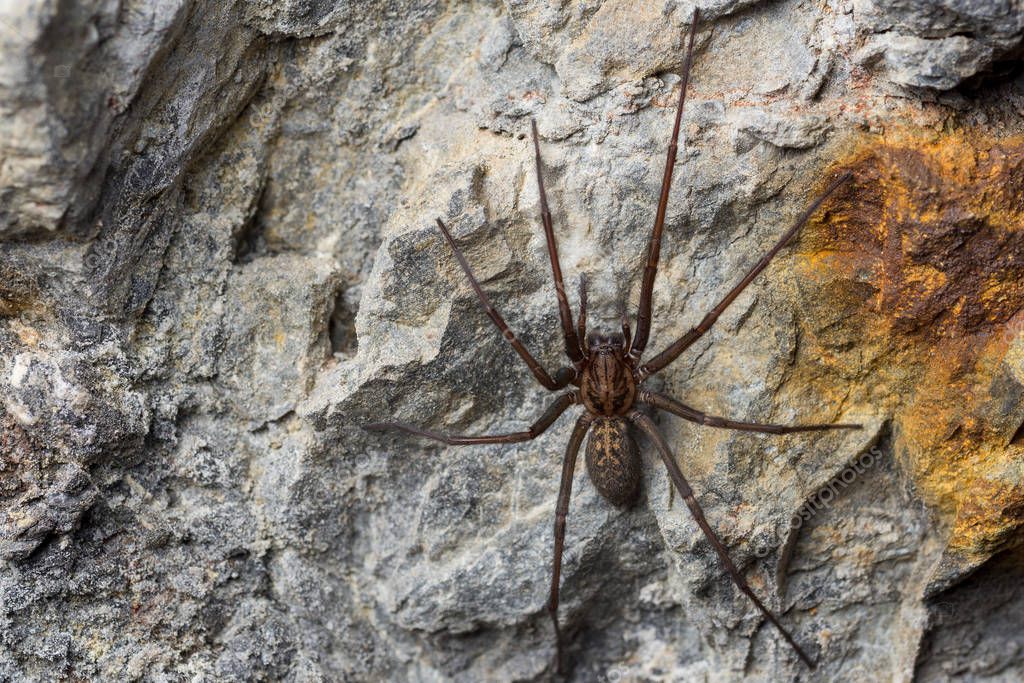 La araña gigante de la casa (Tegenaria sp) en una cueva 2022