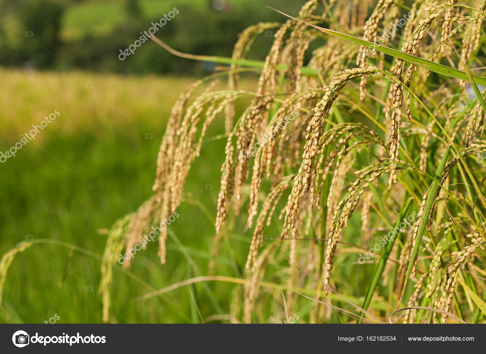 Rice Spike Rice Field — Stock Photo © korradol #162182534