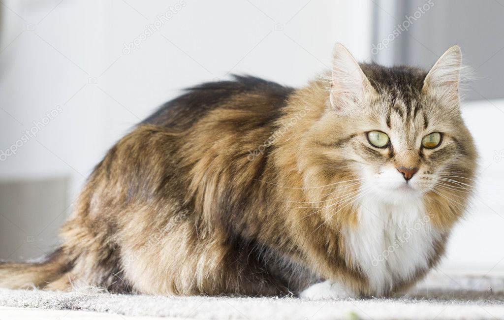 Brown And White She Cat