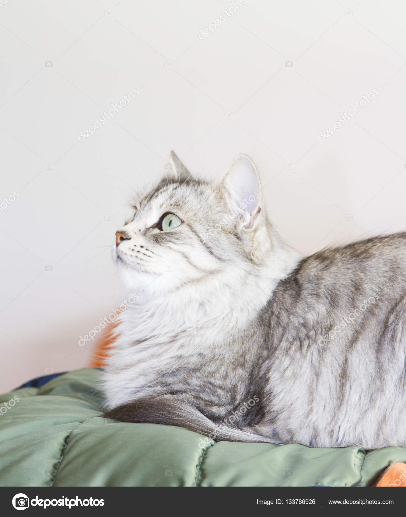 Beautiful silver female cat of siberian breed in the house — Stock ...