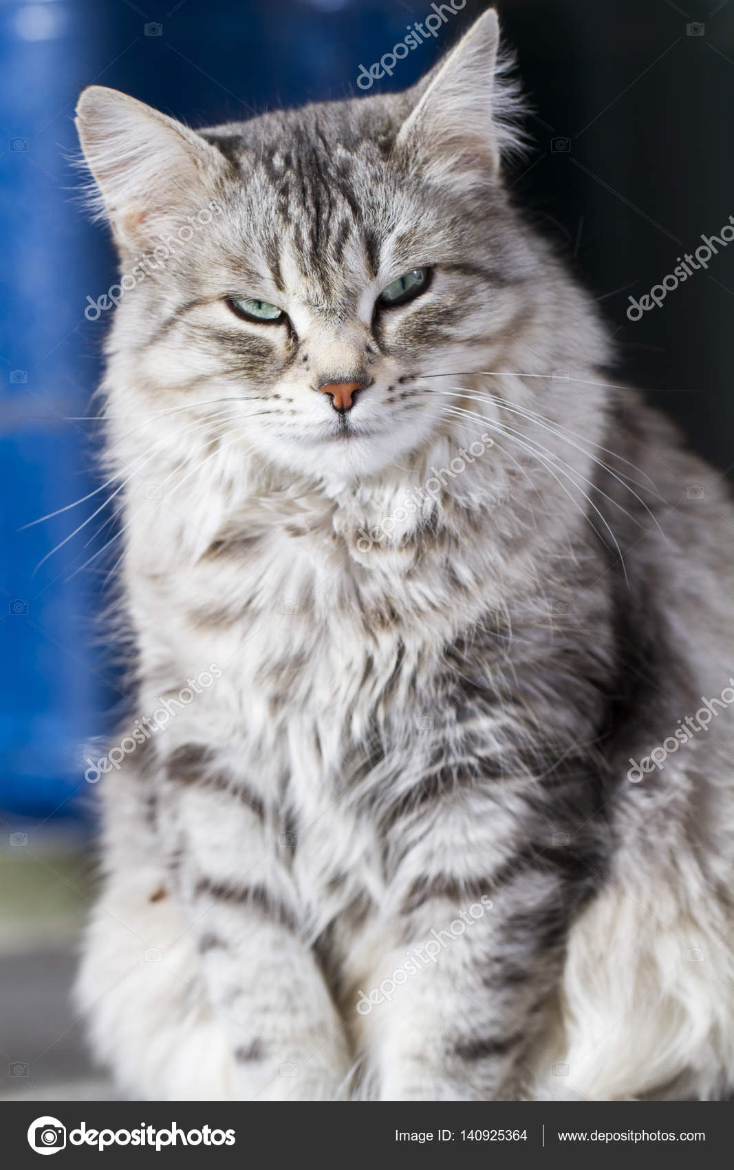 Beautiful Silver Cat With Blue Eyes