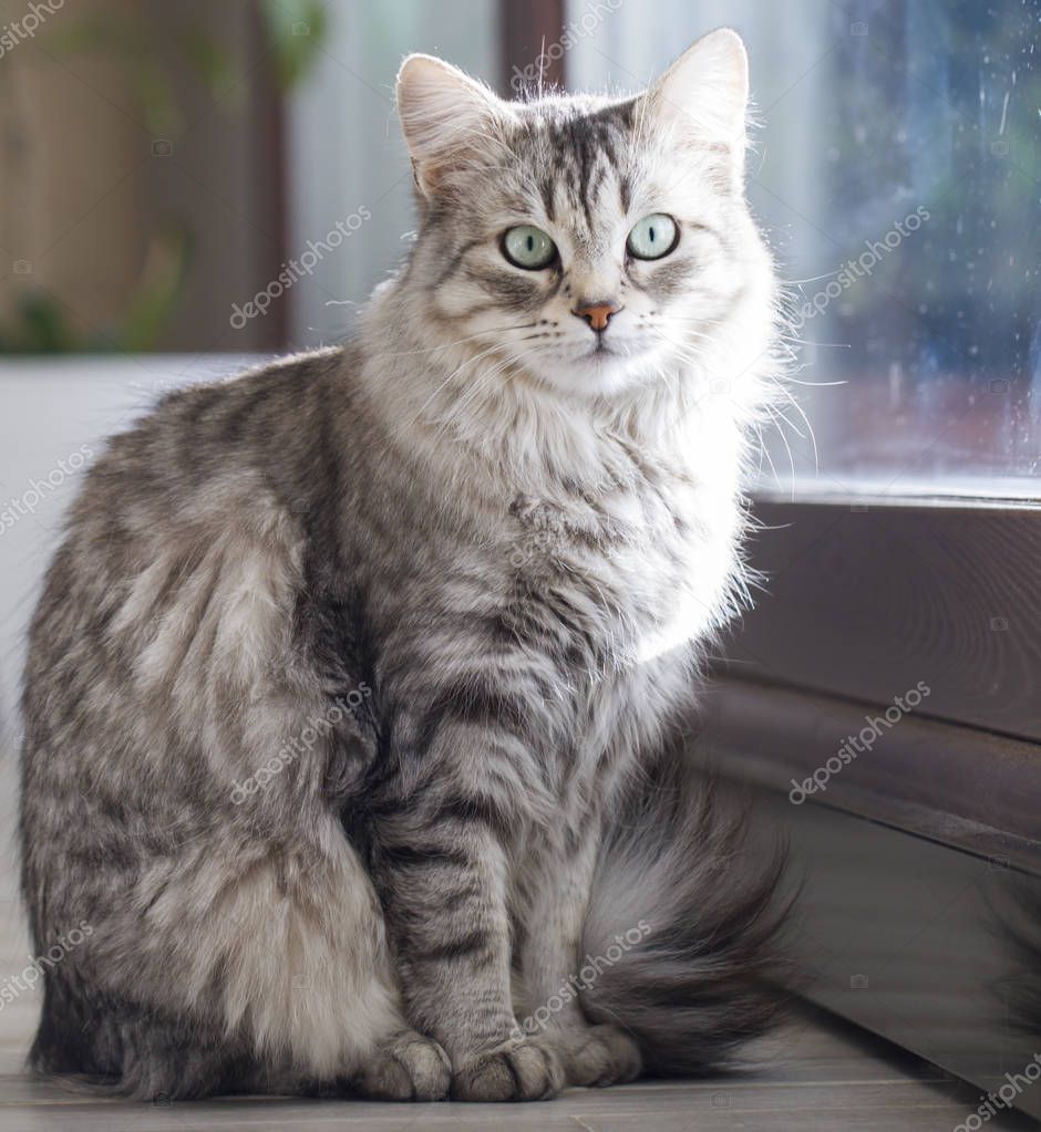 Gatto Siberiano Argentato Bellezza Gatto D'argento Di Razza Siberiana