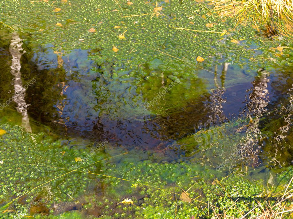 imagen abstracta con plantas acuáticas de color verde brillante en un ...