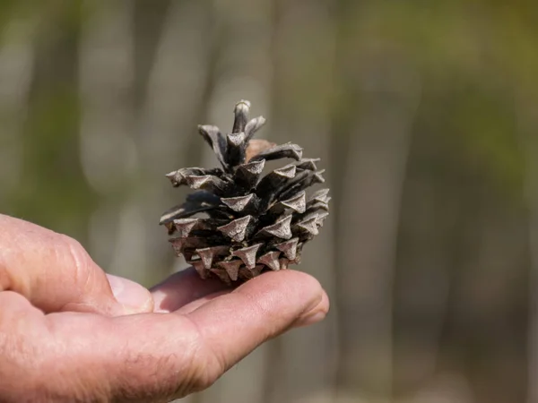 Human pine Images - Search Images on Everypixel