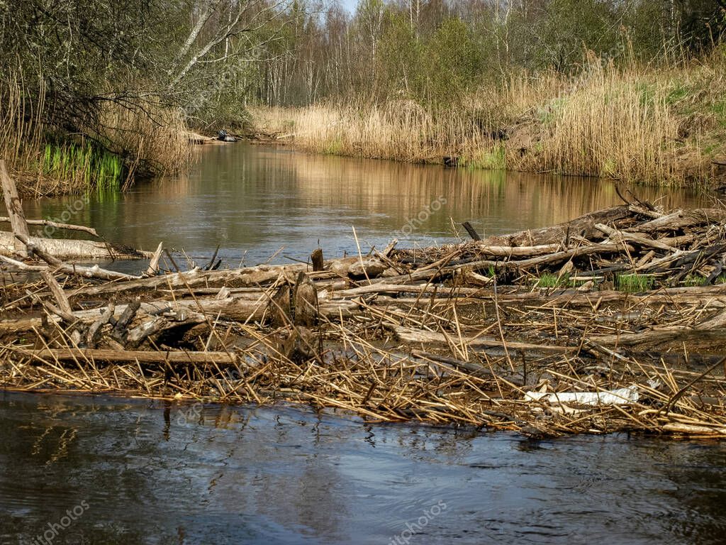 paisaje con una pequeña orilla del río salvaje, troncos de árboles ...