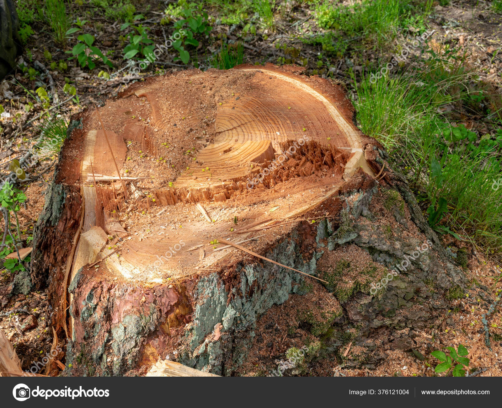 Picture Cut Wood Tree Section Cracks Annual Rings Flat Wooden — Stock ...