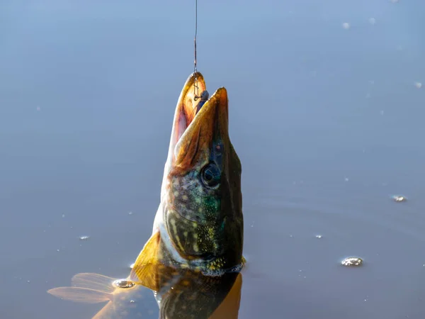 European Pike