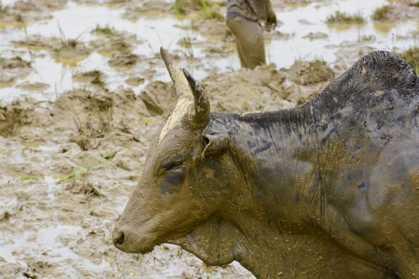 ᐈ Oxen stock images, Royalty Free pair of oxen photos | download on ...