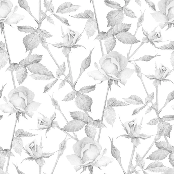 Floral pattern of pencil-drawn roses - Stock Image - Everypixel