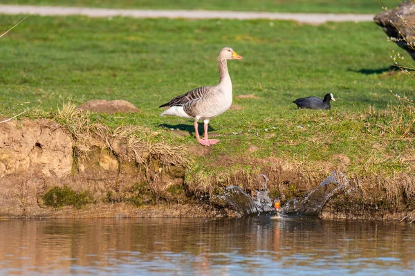 Ducks and geese Stock Photos, Royalty Free Ducks and geese Images ...