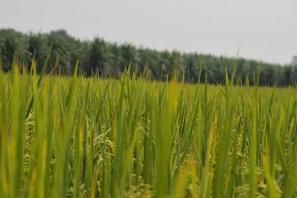 Rice Crop Field It's Maturity Photo Took Haryana India Few Stock Photo ...