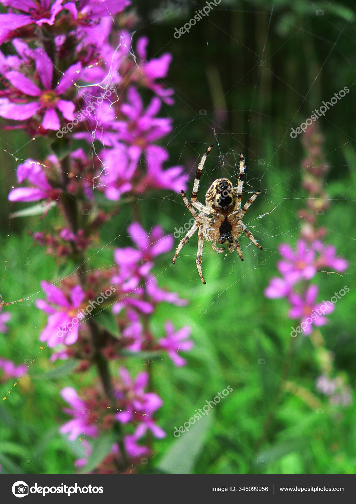 Spider Its Web Forest Background Stock Photo by ©FilmStudioAves 346099956
