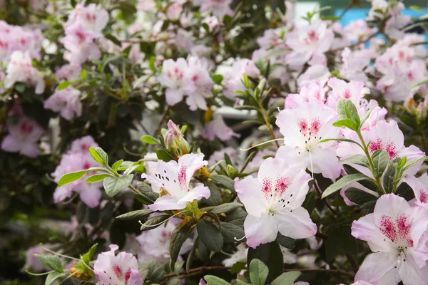 Japanese azaleas Stock Photos, Royalty Free Japanese azaleas Images ...