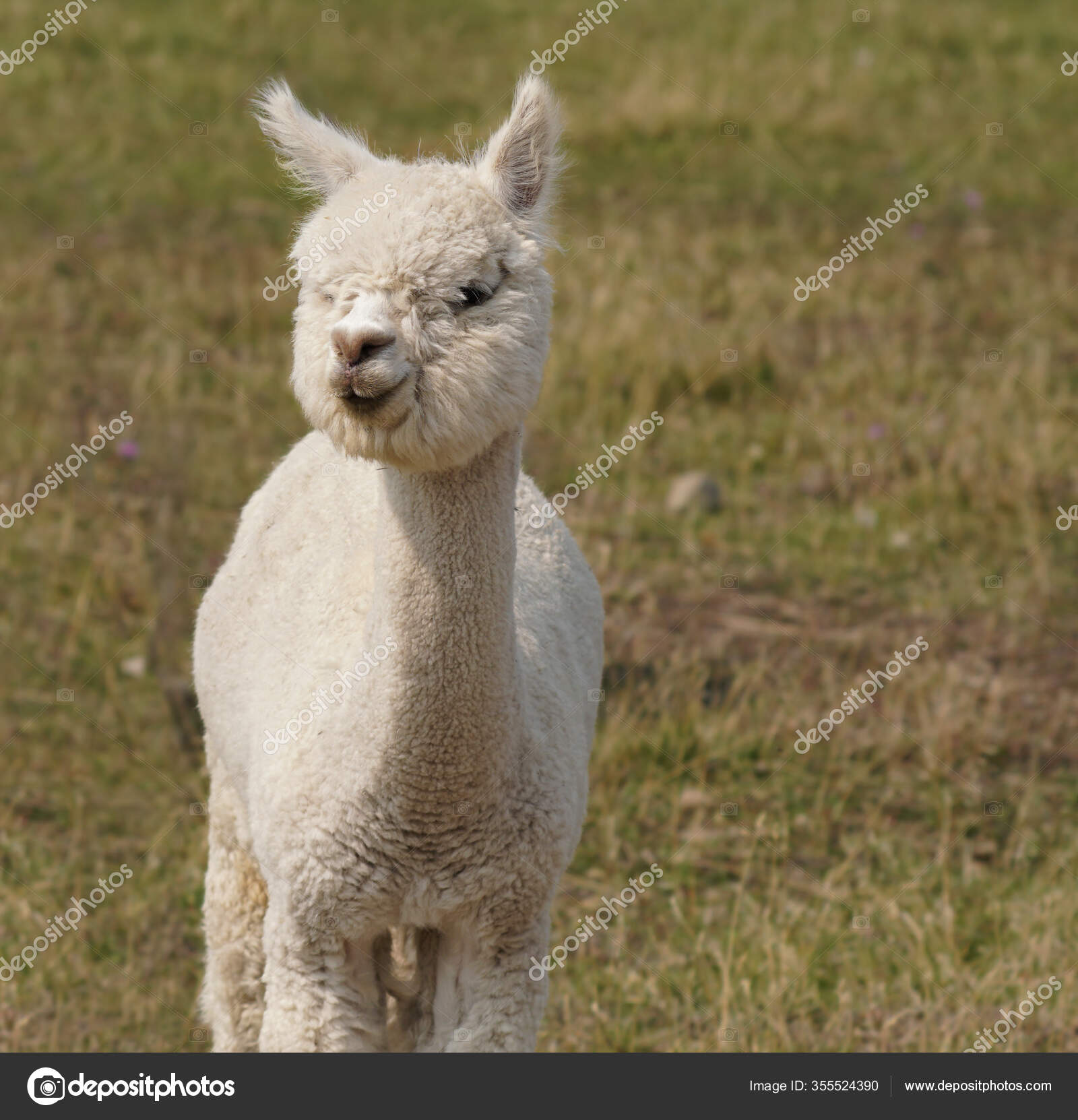 Fluffy Baby Alpaca