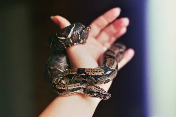 Serpiente en la mano Stock Photos, Royalty Free Serpiente en la mano ...