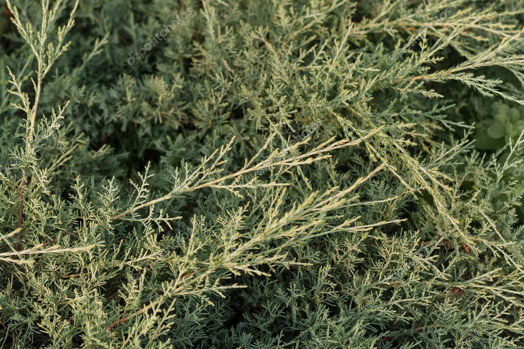 Ramas de Juniperus squamata (enebro escamoso o enebro del Himalaya ...