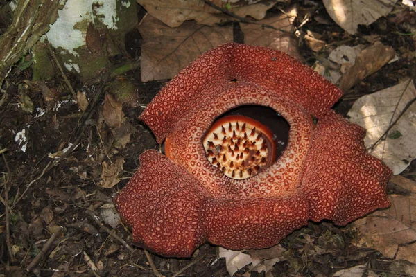 Raflezja Stock Photos, Royalty Free Raflezja Images | Depositphotos®