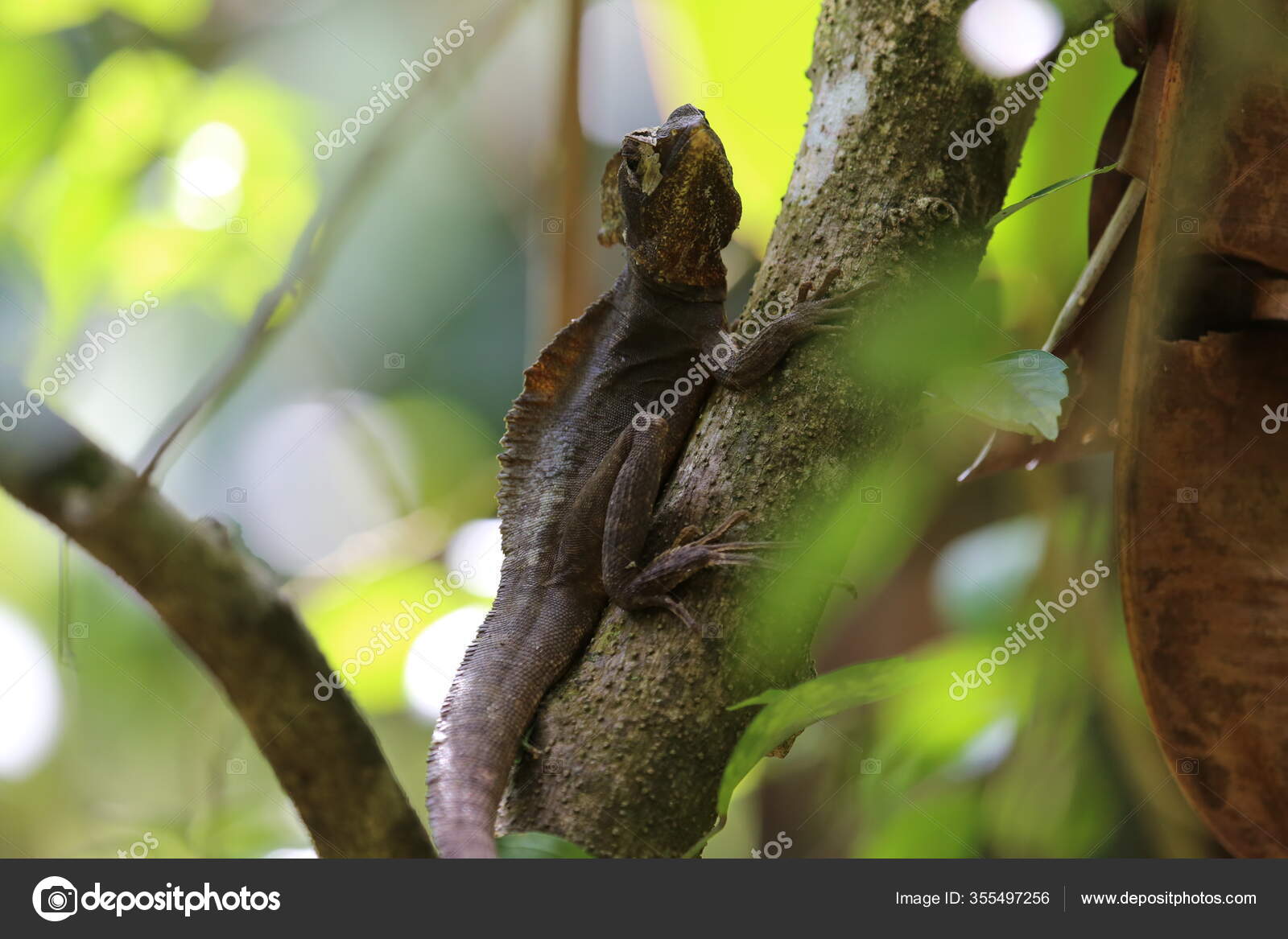 Lagarto basilisco marrón en el parque Tortuguero, Costa Rica — Foto de ...
