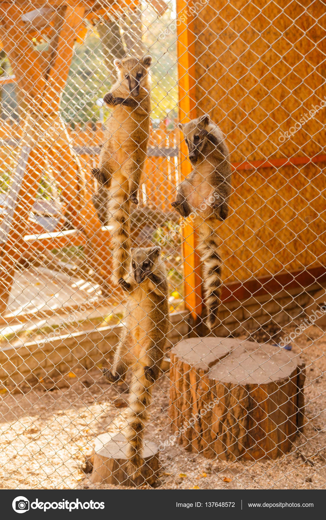 Raccoons in a cage at the zoo — Stock Photo © aallm #137648572