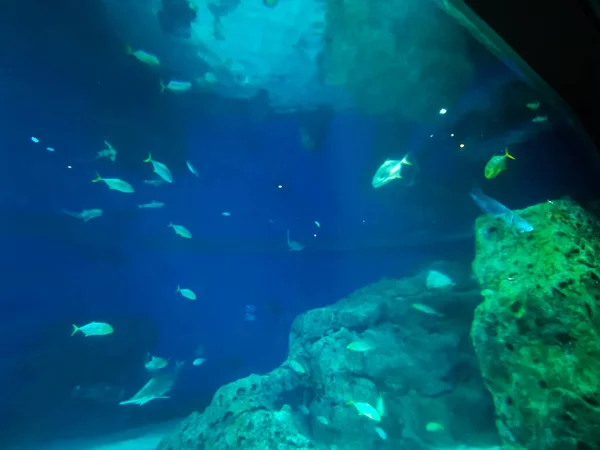 Acuario de quebec fotos de stock, imágenes de Acuario de quebec sin ...