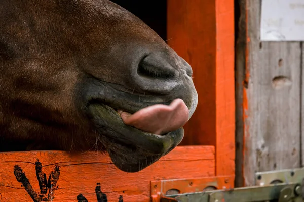 Horse sucking Stock Photos, Royalty Free Horse sucking Images ...