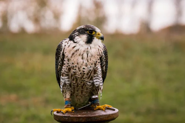 Falcon foot Stock Photos, Royalty Free Falcon foot Images | Depositphotos