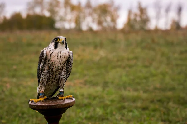 Falconry perch Stock Photos, Royalty Free Falconry perch Images ...