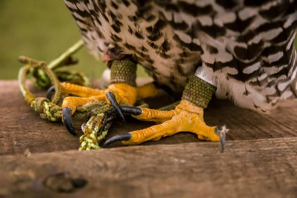 Falcon foot Stock Photos, Royalty Free Falcon foot Images | Depositphotos