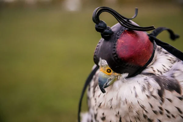 Falconry hood Stock Photos, Royalty Free Falconry hood Images ...