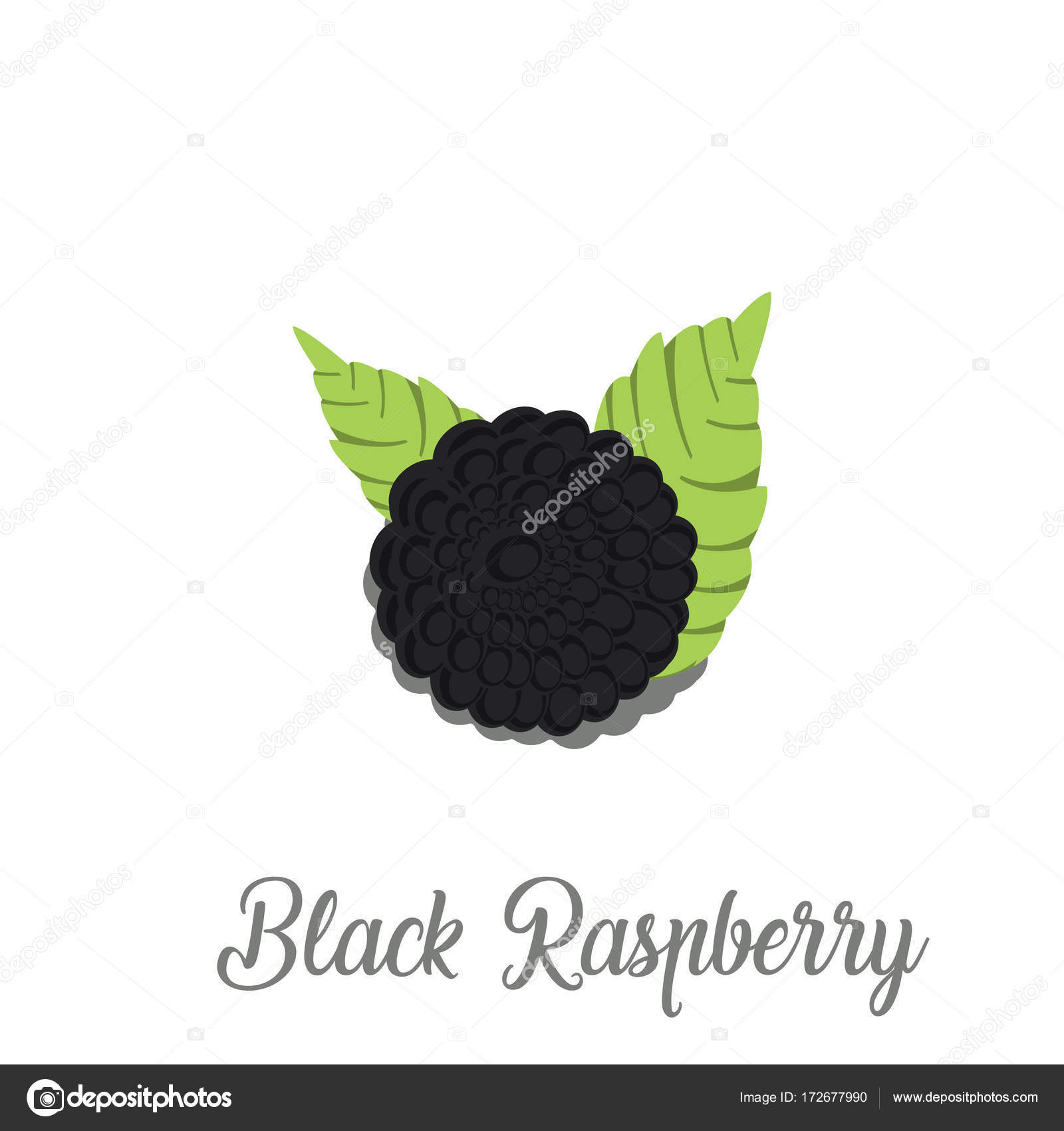 Black Raspberry with leaves Stock Vector Image by ©Sky-Designs #172677990