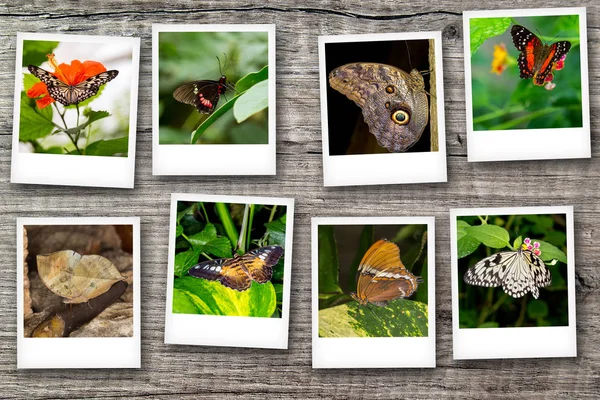 Butterfly life cycle infographic Stock Photos, Royalty Free Butterfly ...