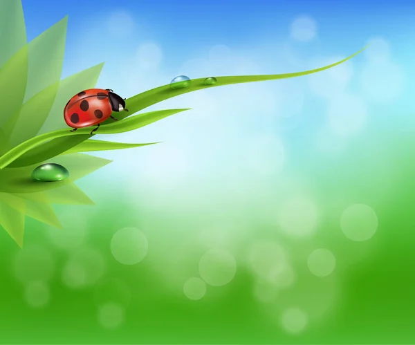 Beautiful Background Green Grass Ladybug Vector Green Nature Background ...