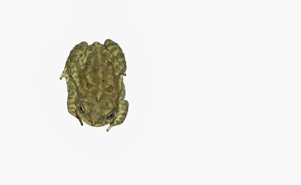 Frog top view Stock Photos, Royalty Free Frog top view Images ...