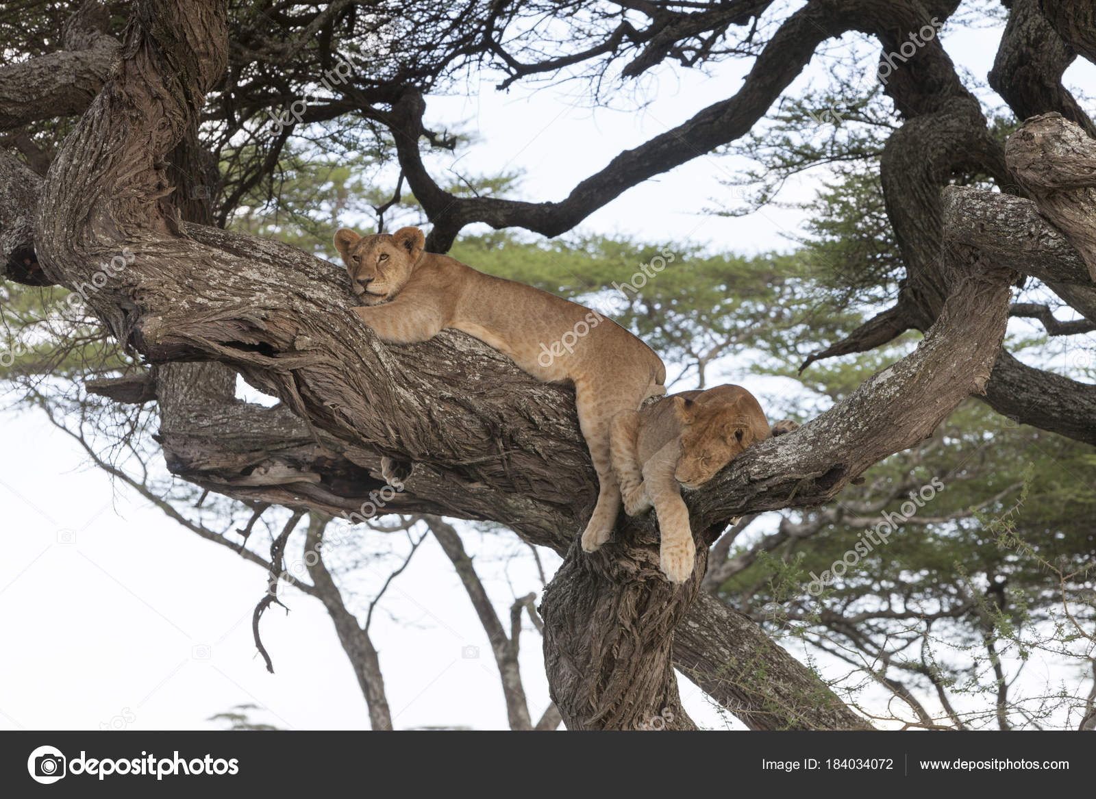 Tree Climbing Lions Sleeping Tree Branches — Stock Photo © PapaBravo ...