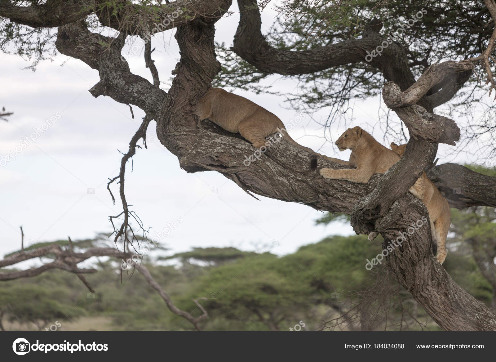 Tree Climbing Lions Sleeping Tree Branches — Stock Photo © PapaBravo ...