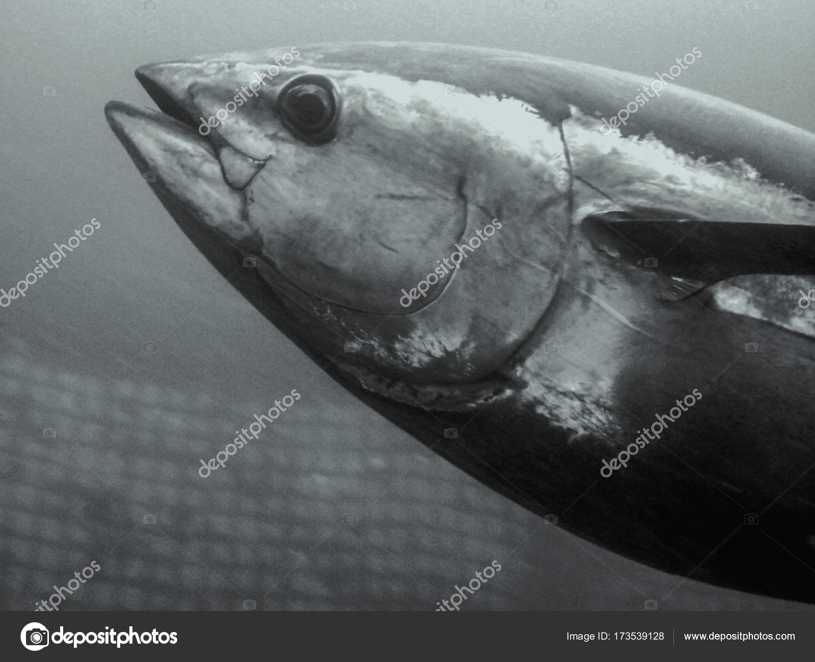 Atum-rabilho em preto e branco — Foto © Whitepointer #173539128