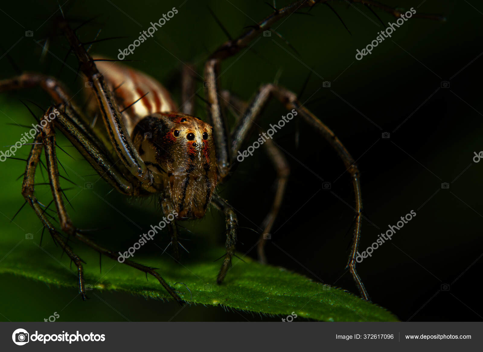 Spider Close Position Hunting Waiting Prey — Stock Photo © Whitepointer ...