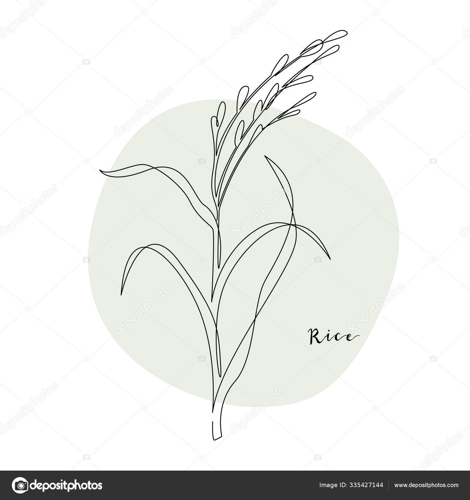 Rice Grain Drawing