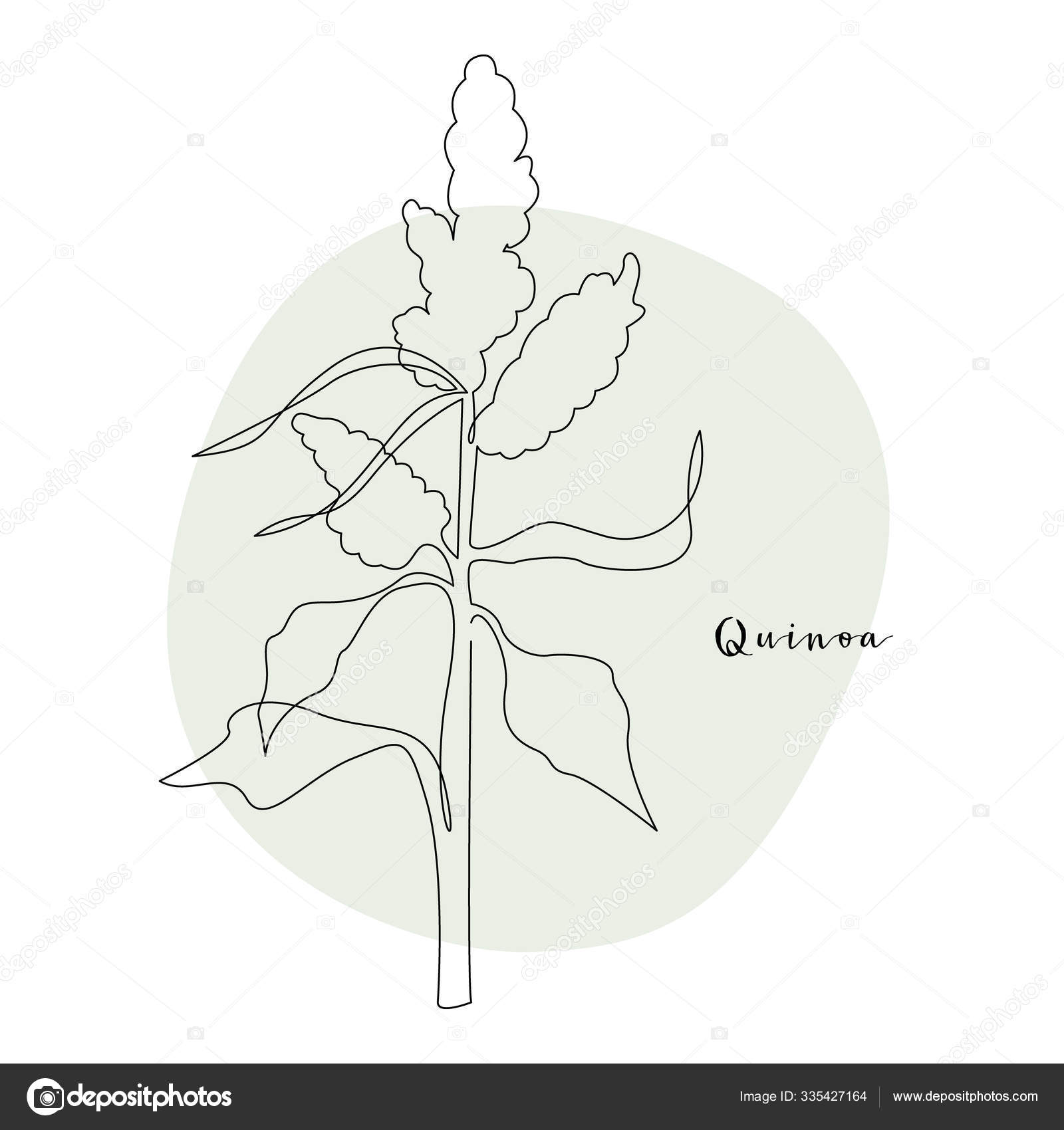 Continuous Line Quinoa Grain Crop Vector Line Art Perfect Logo Stock ...
